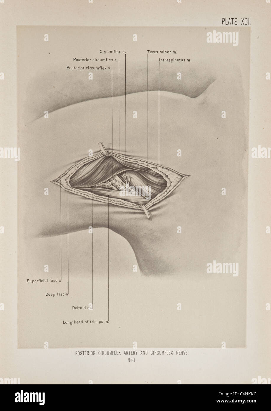 John deaver surgical anatomy copyright hi-res stock photography and ...