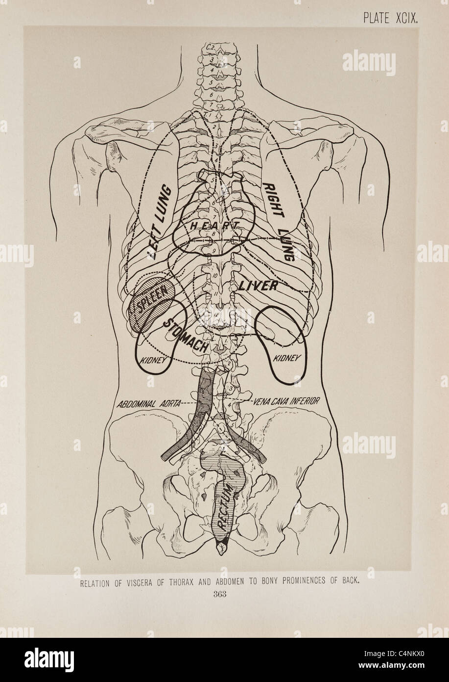 John B Deaver Surgical Anatomy copyright 1899 Stock Photo - Alamy