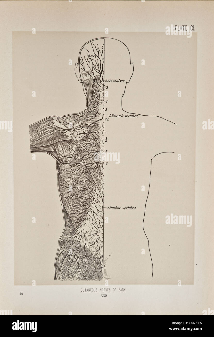 John B Deaver Surgical Anatomy copyright 1899 Stock Photo - Alamy