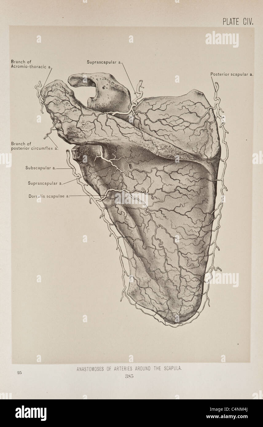 John B Deaver Surgical Anatomy copyright 1899 Stock Photo - Alamy