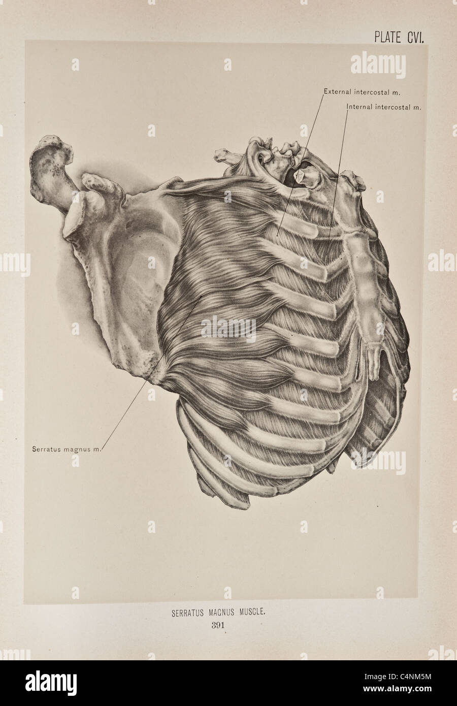 John B Deaver Surgical Anatomy copyright 1899 Stock Photo - Alamy