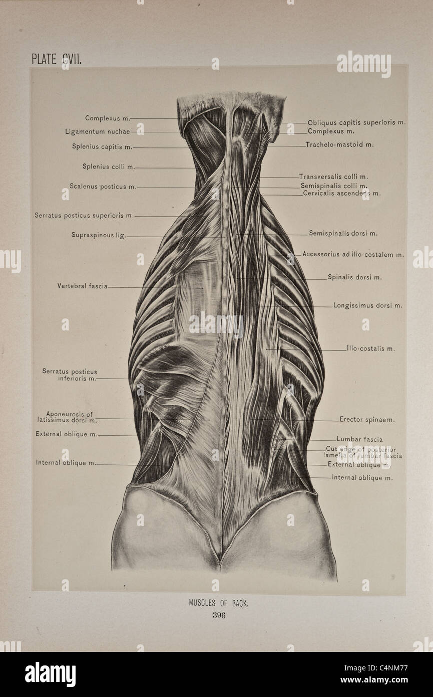 John B Deaver Surgical Anatomy copyright 1899 Stock Photo - Alamy