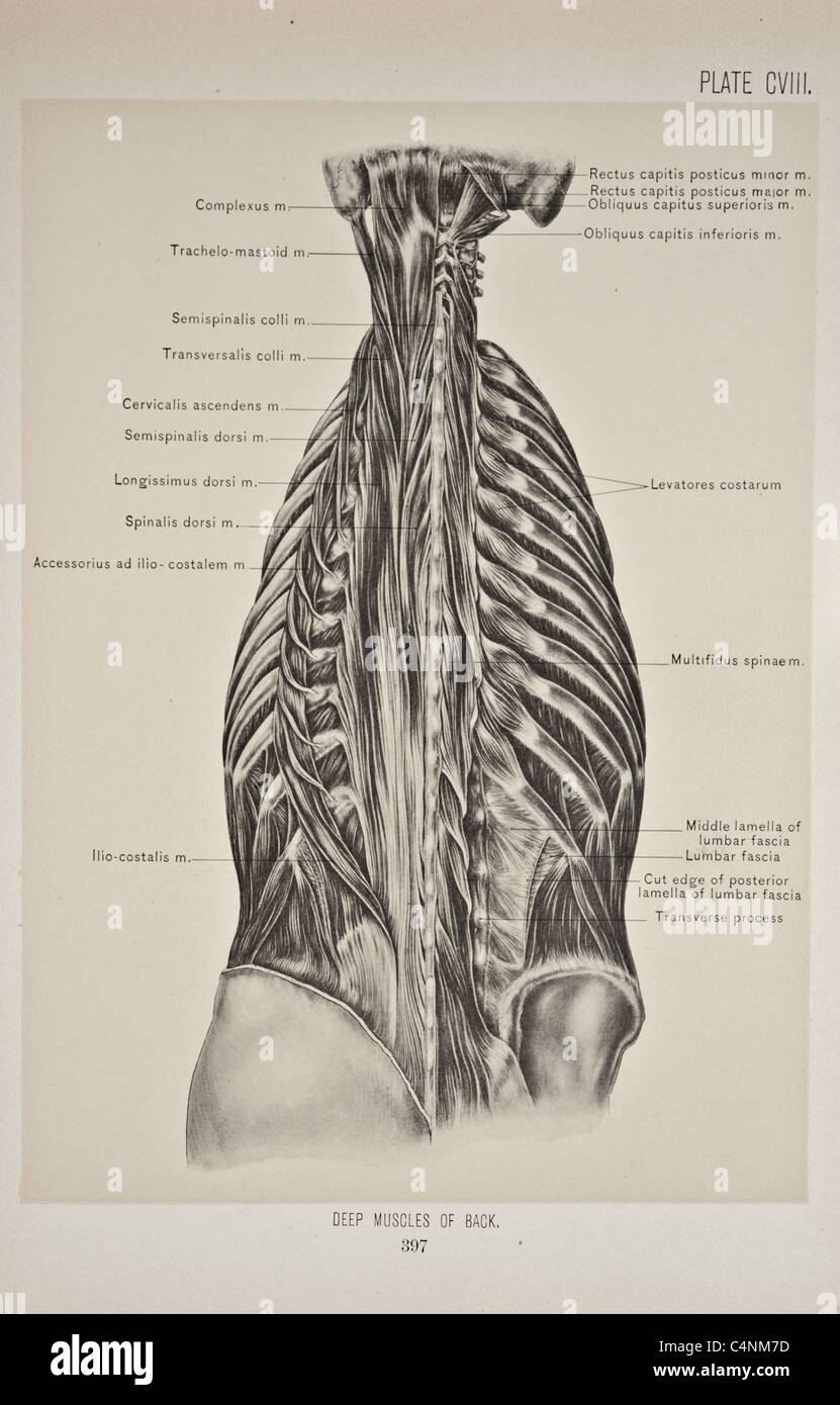 John B Deaver Surgical Anatomy copyright 1899 Stock Photo - Alamy