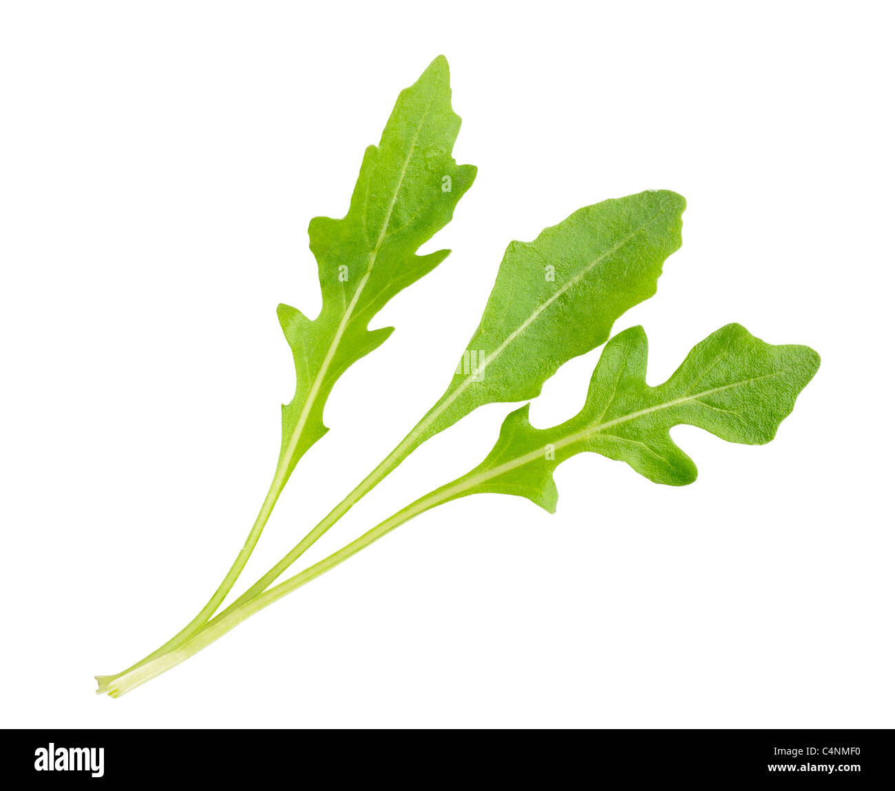 arugula in a white background Stock Photo - Alamy