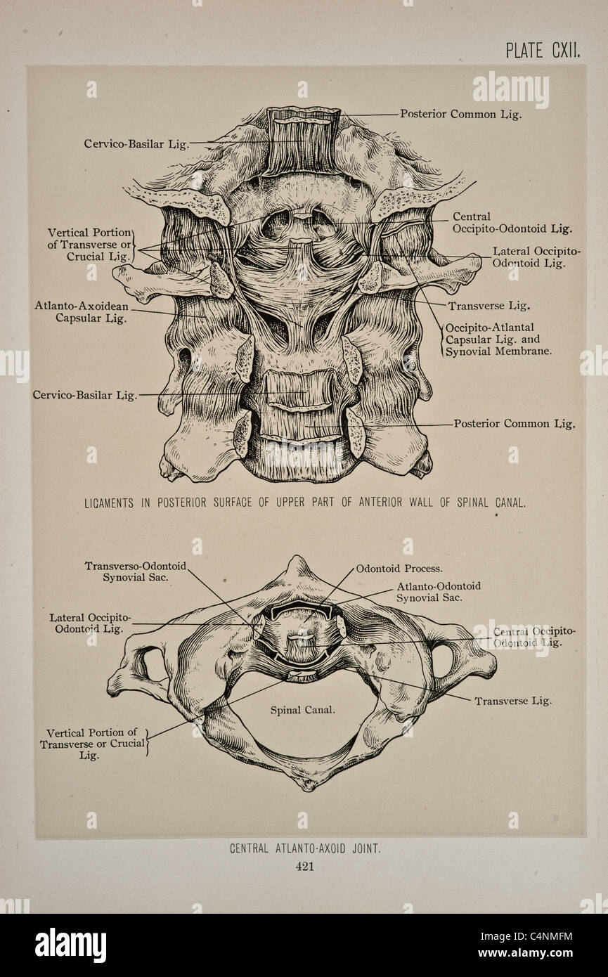 John deaver surgical anatomy copyright hi-res stock photography and ...