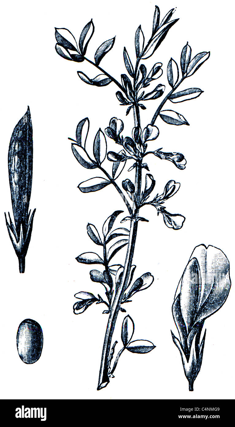 Horse Bean, Broad Bean, Fava Bean, Field Bean, Bell Bean or Tic Bean ...