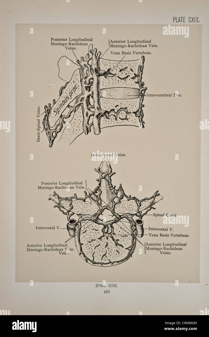 John deaver surgical anatomy copyright hi-res stock photography and ...