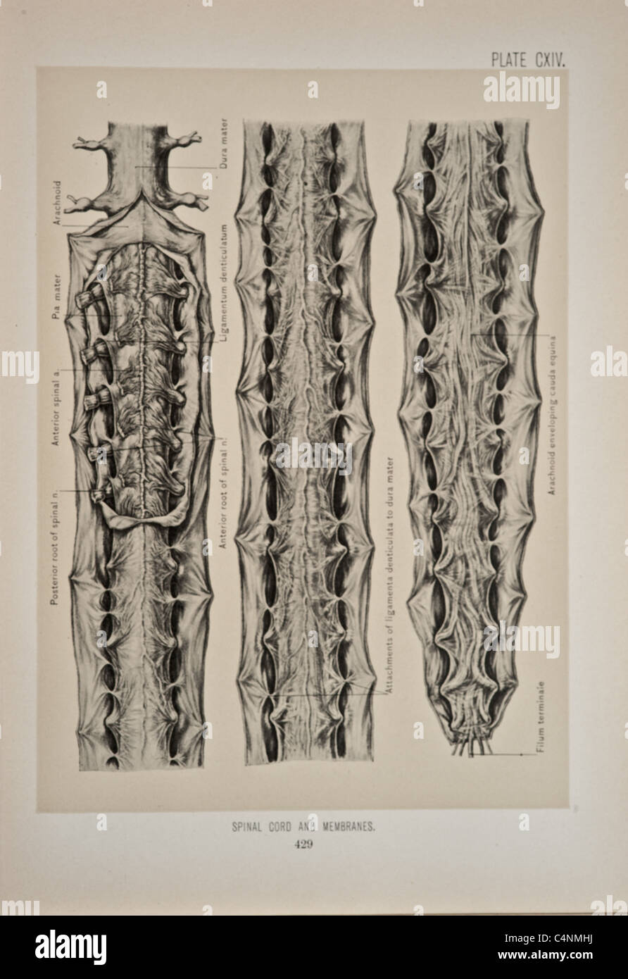 John B Deaver Surgical Anatomy copyright 1899 Stock Photo - Alamy