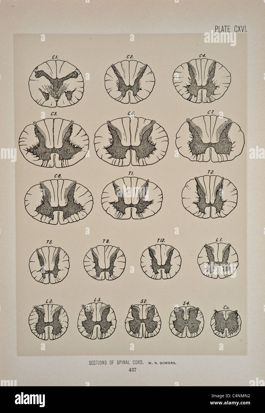 John B Deaver Surgical Anatomy copyright 1899 Stock Photo - Alamy