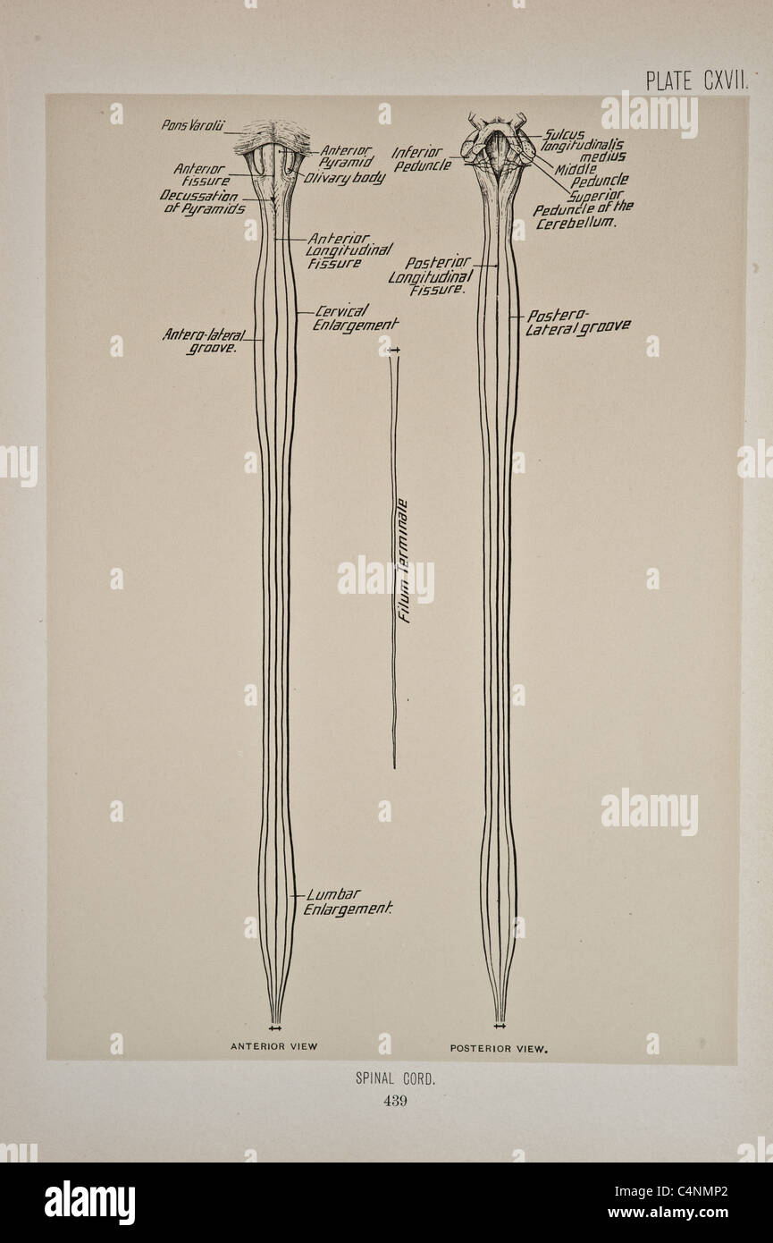John B Deaver Surgical Anatomy copyright 1899 Stock Photo - Alamy