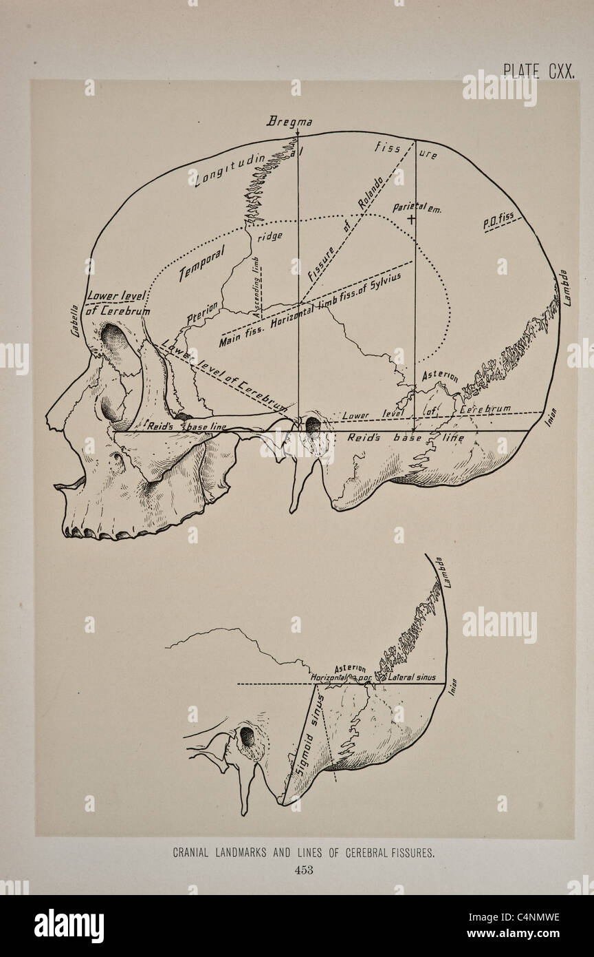 John deaver surgical anatomy copyright hi-res stock photography and ...