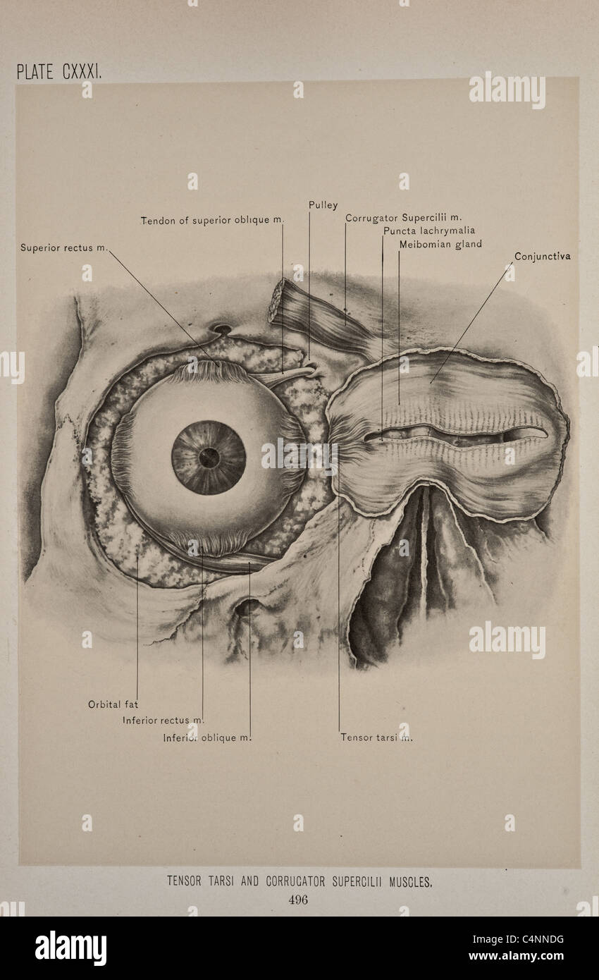 Illustration of the Human Eye copyright 1899 Stock Photo - Alamy