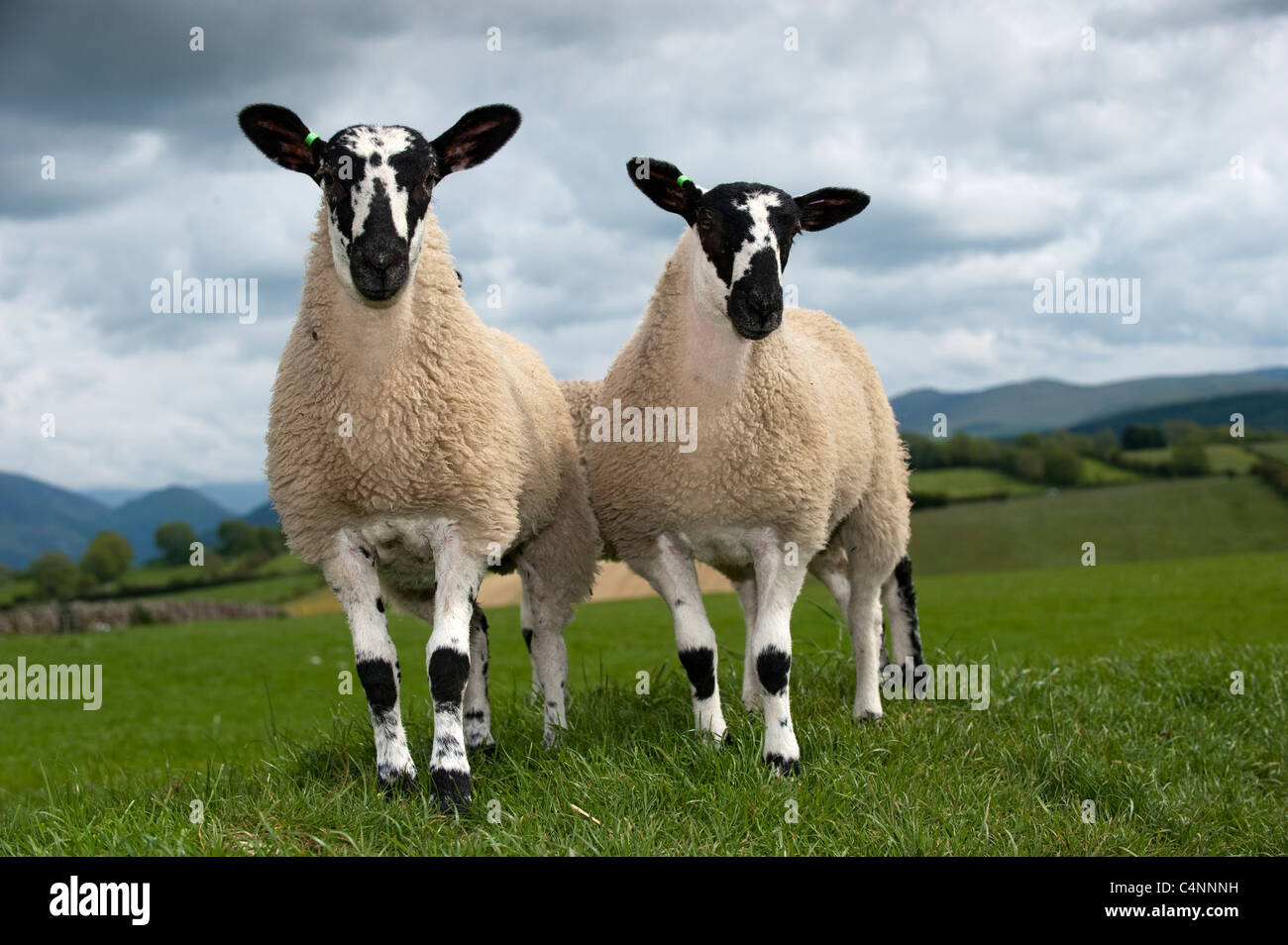 Mule gimmer lambs hi-res stock photography and images - Alamy