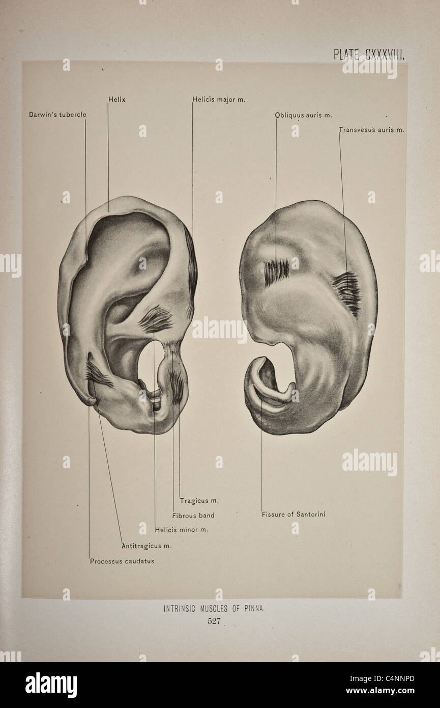 John B Deaver Surgical Anatomy copyright 1899 Stock Photo - Alamy