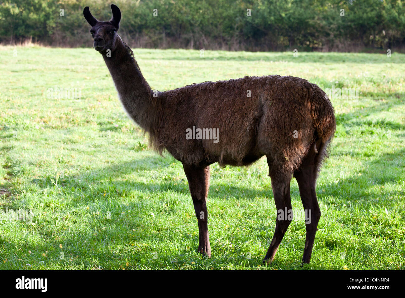 Llama female, at Ferme de l'Eglise, Normandy, France Stock Photo - Alamy
