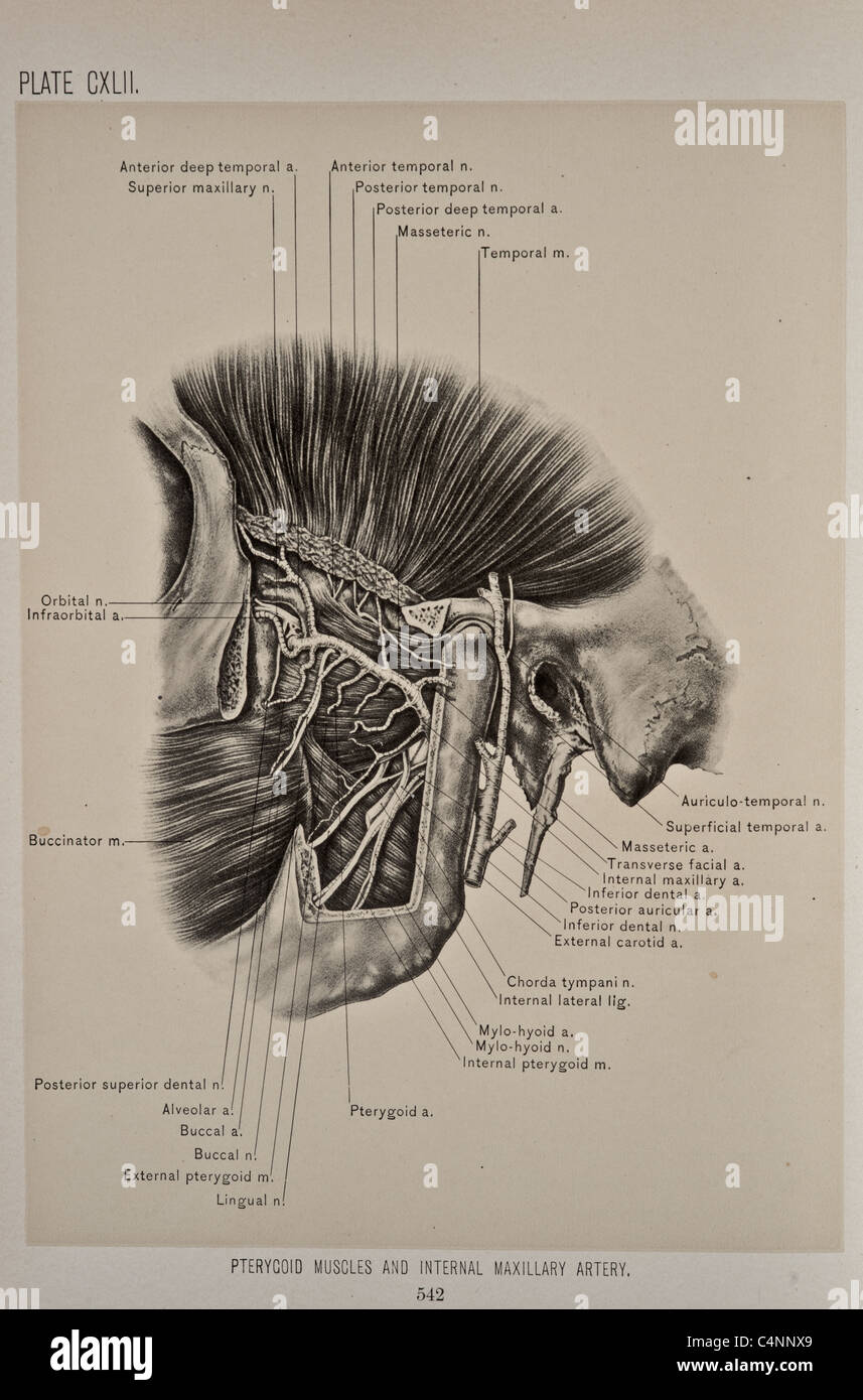 John B Deaver Surgical Anatomy copyright 1899 Stock Photo - Alamy