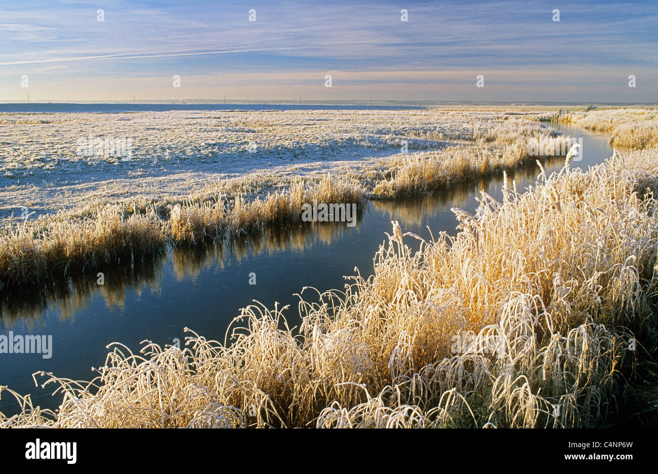 Hoar frost on vegetation, Elmley Marshes, kent, England, January Stock ...