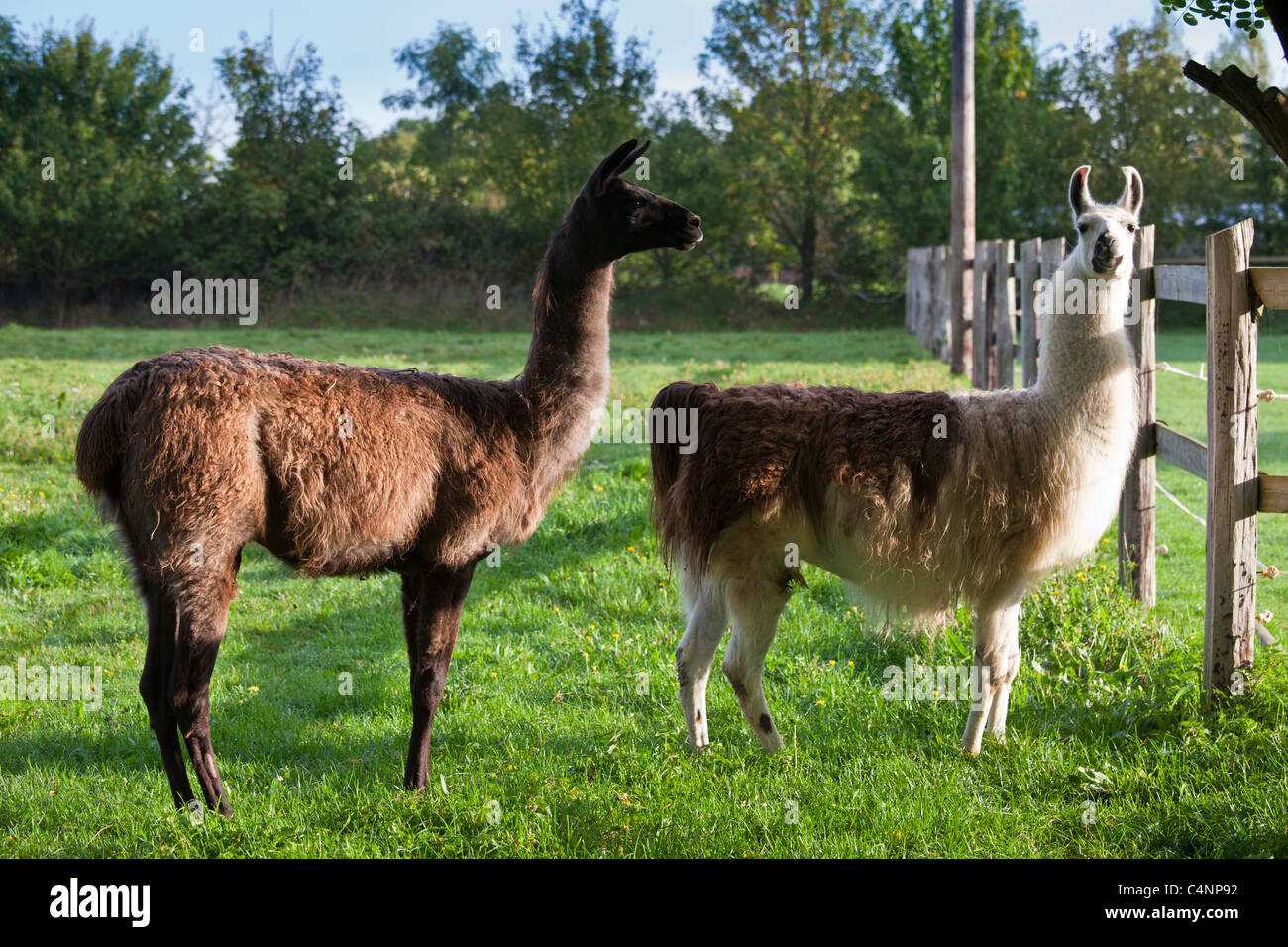 Llamas feet hi-res stock photography and images - Alamy