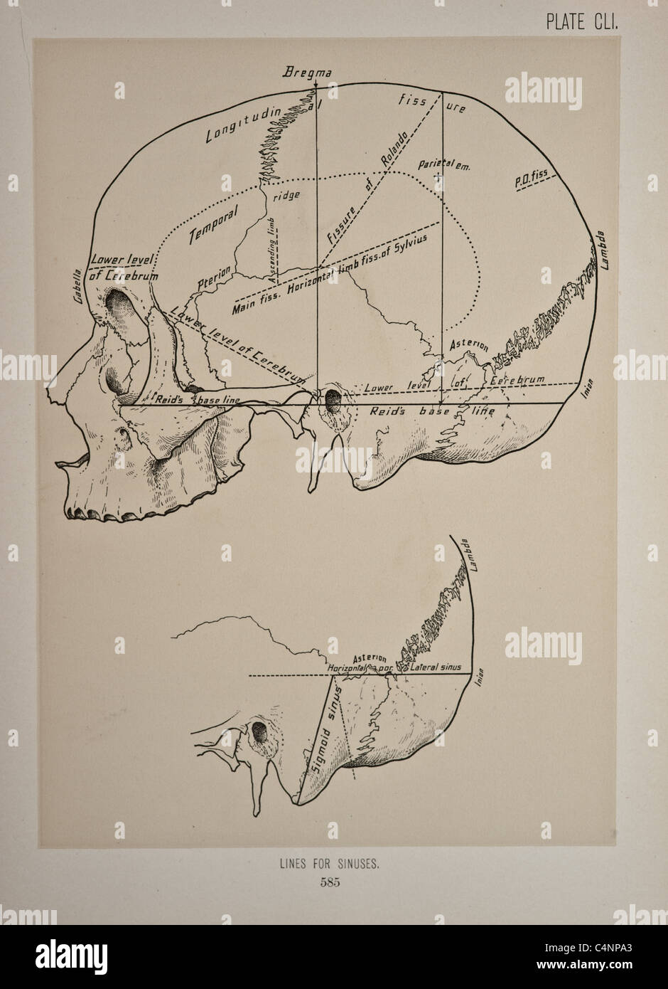 John B Deaver Surgical Anatomy copyright 1899 Stock Photo - Alamy