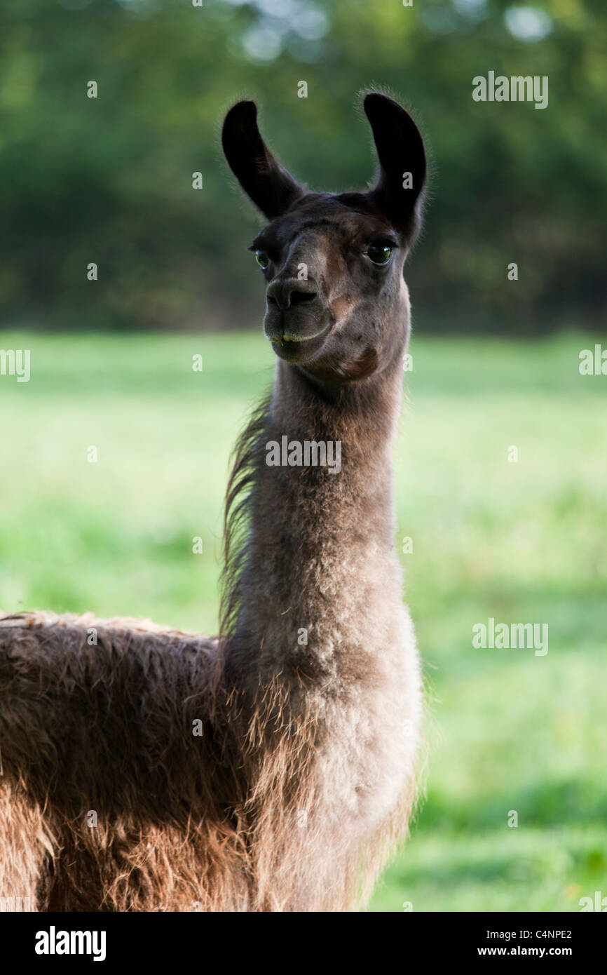 Llama hi-res stock photography and images - Alamy
