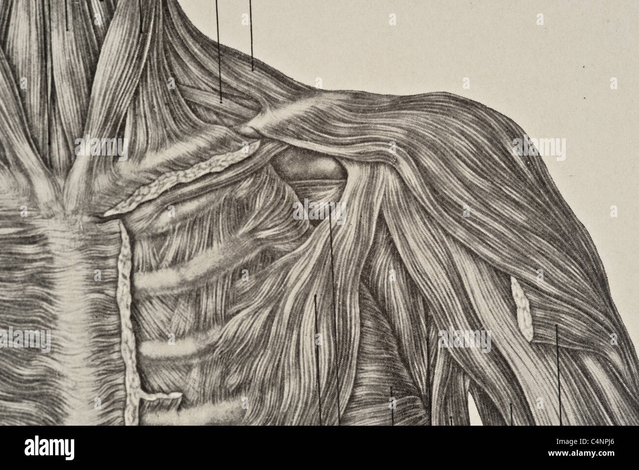 John deaver surgical anatomy copyright hi-res stock photography and ...