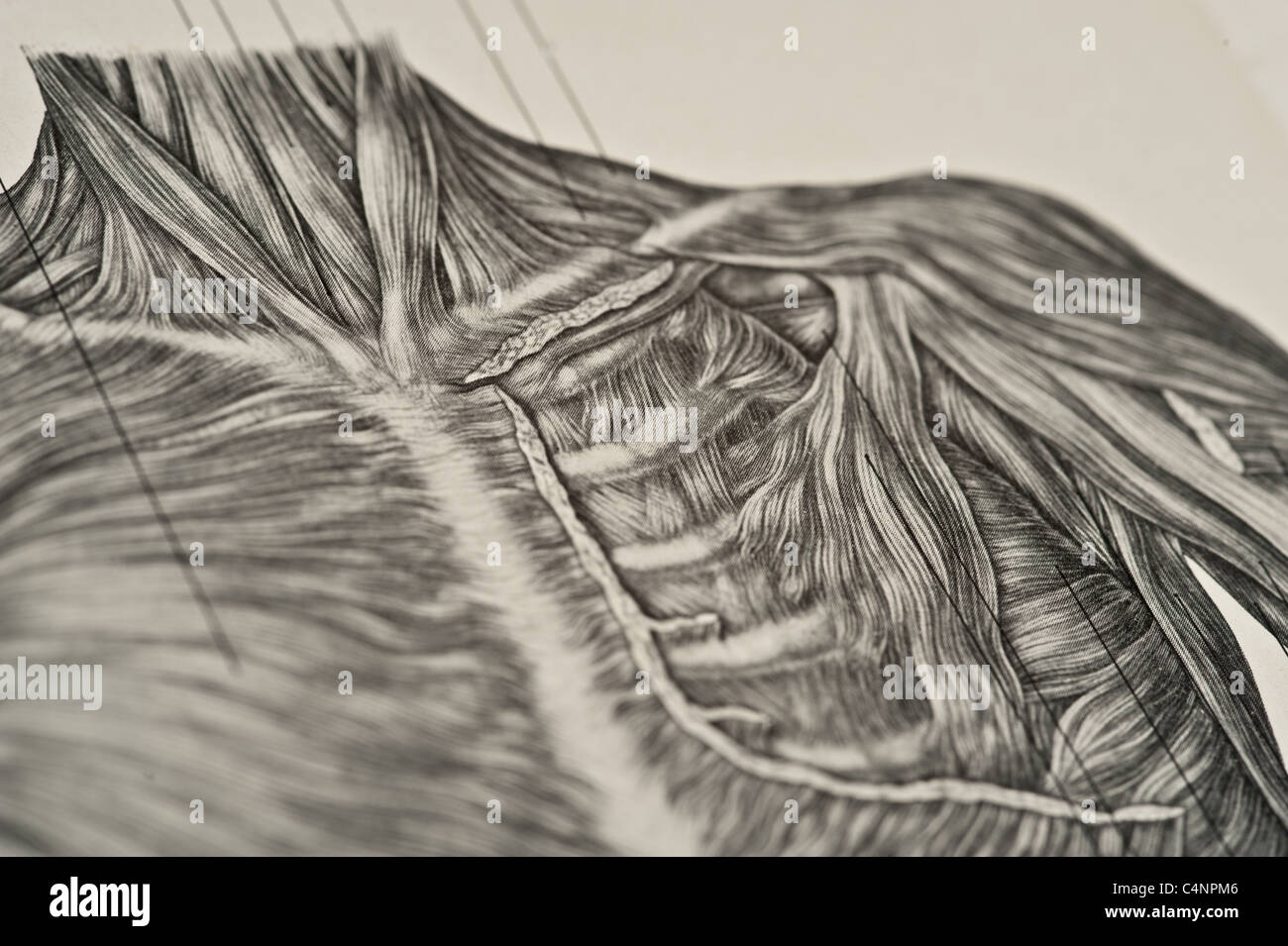 John B Deaver Surgical Anatomy copyright 1899 Stock Photo - Alamy