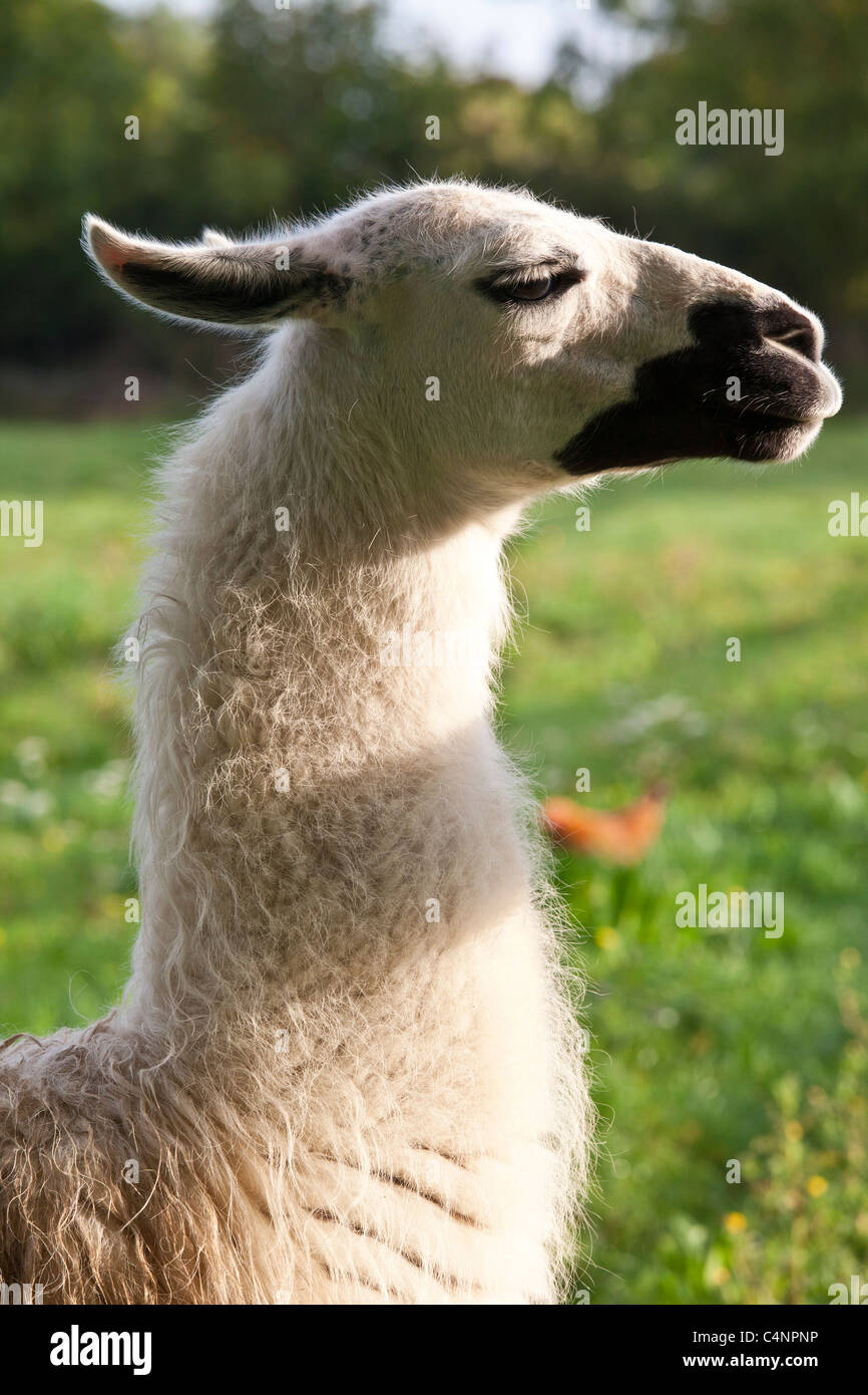 Profile llama animal head hi-res stock photography and images - Alamy