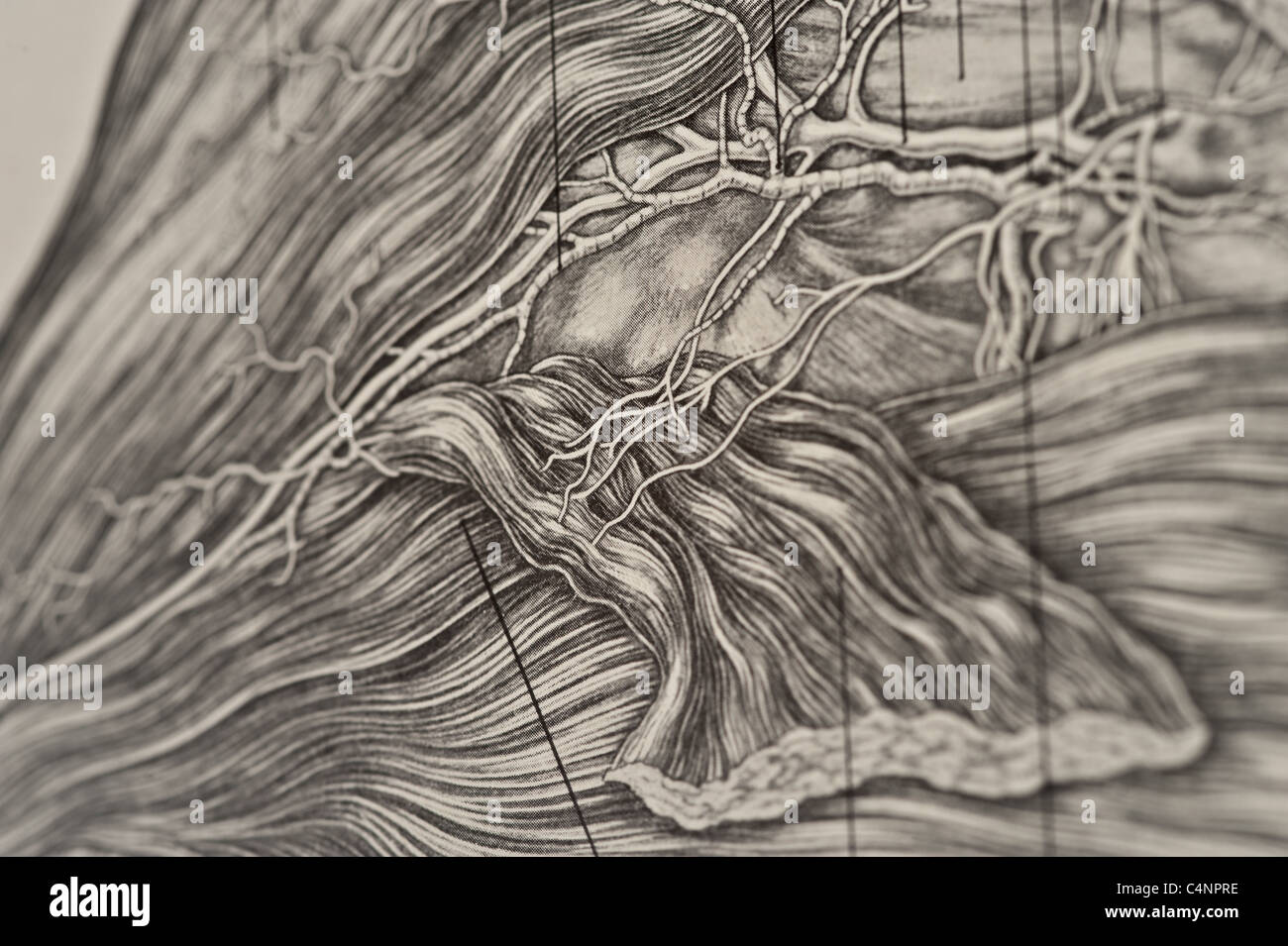 John B Deaver Surgical Anatomy copyright 1899 Stock Photo - Alamy