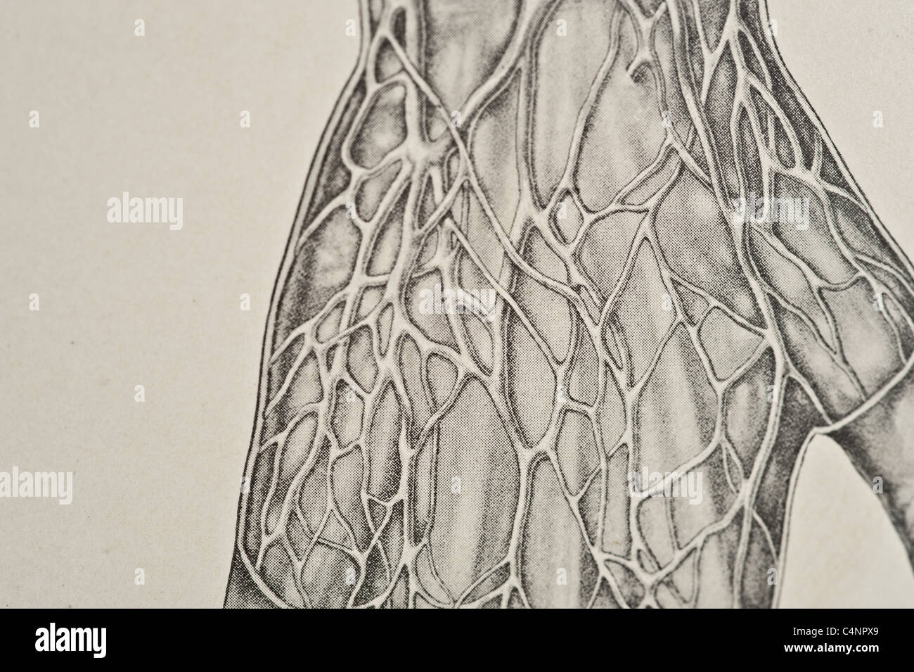Pisiform bone hi-res stock photography and images - Alamy