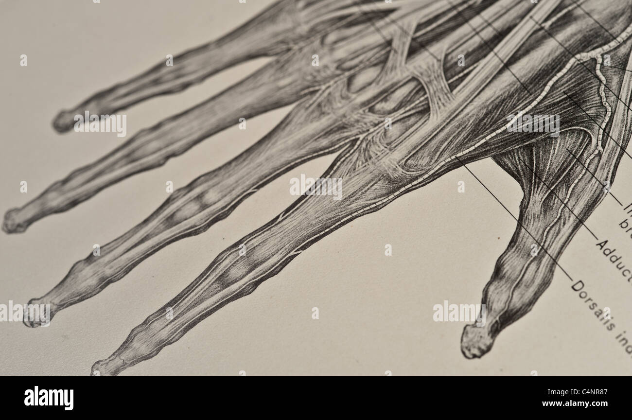 Pisiform Bone High Resolution Stock Photography and Images - Alamy