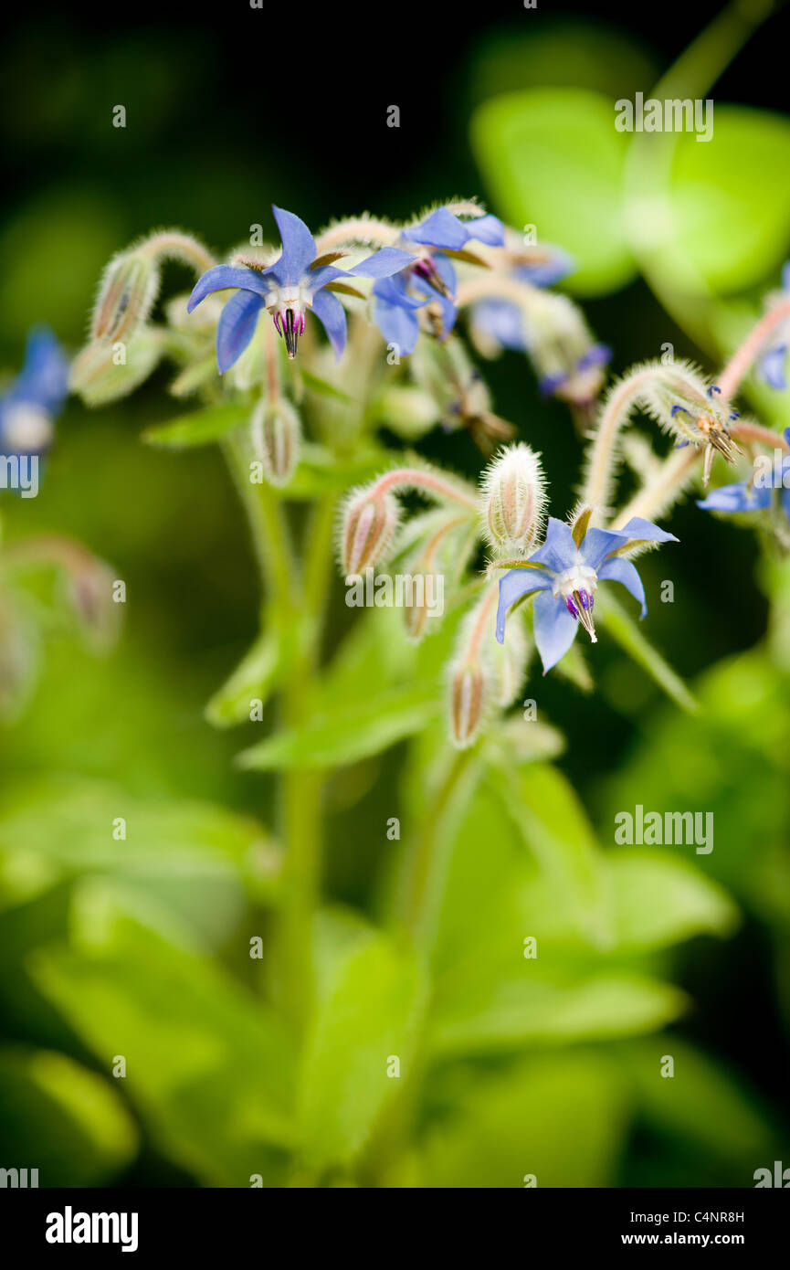 Blue Borage flowers growing in a UK garden Stock Photo - Alamy