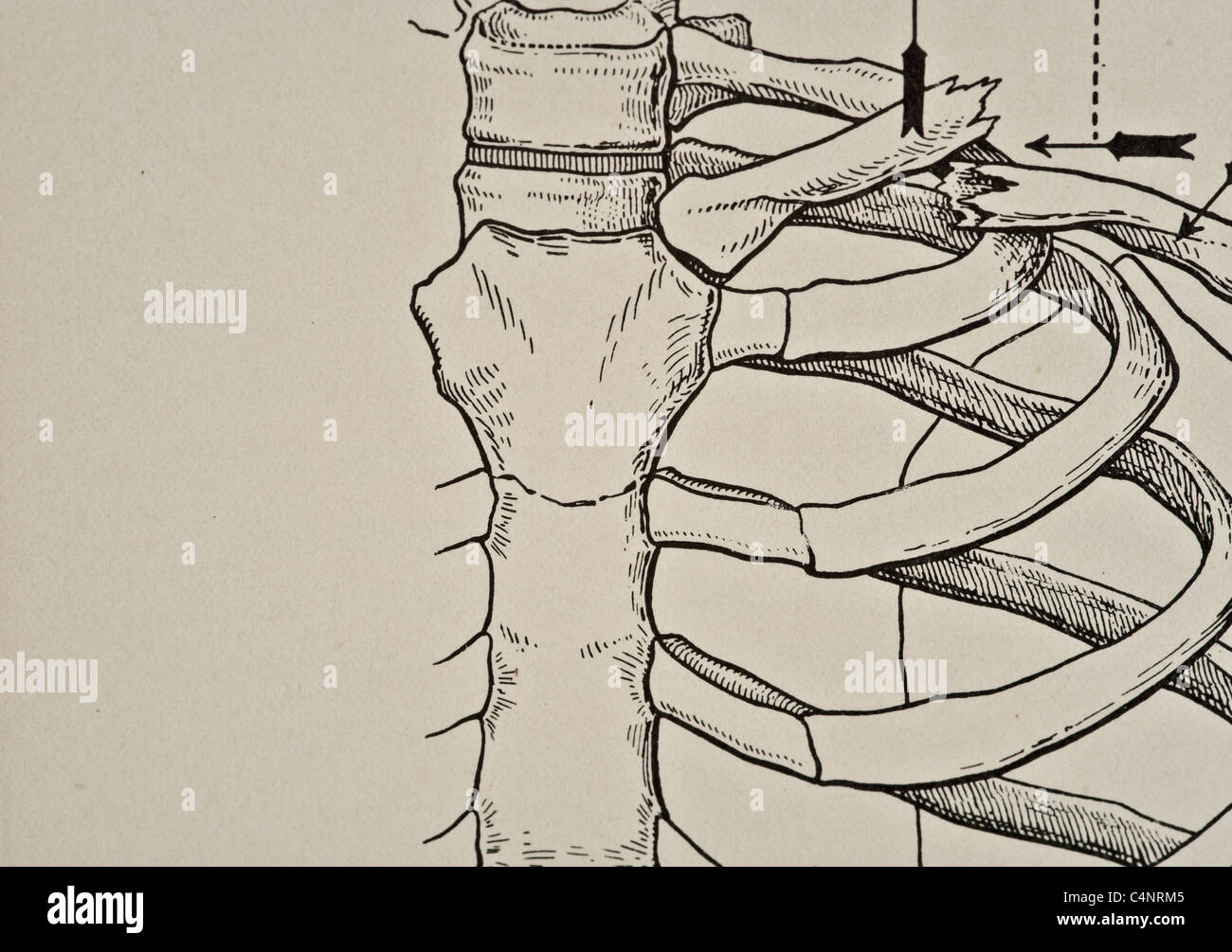 John B Deaver Surgical Anatomy copyright 1899 Stock Photo - Alamy