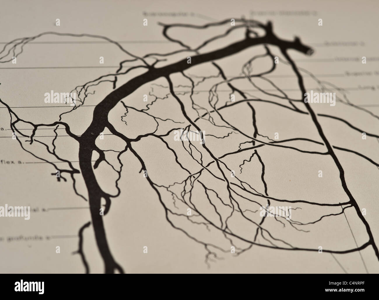 John B Deaver Surgical Anatomy copyright 1899 Stock Photo - Alamy