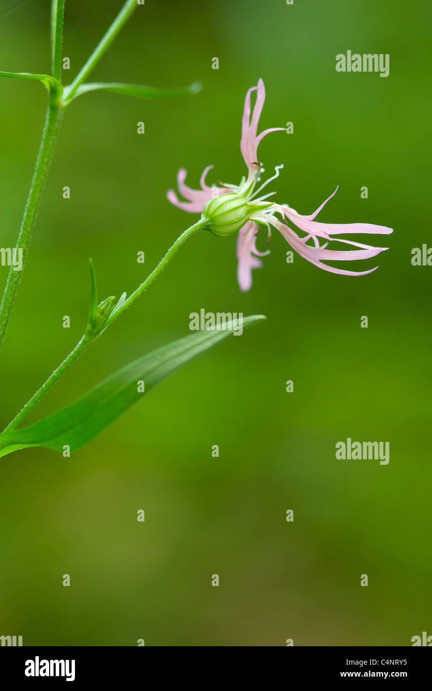 Ragged robin hi-res stock photography and images - Alamy