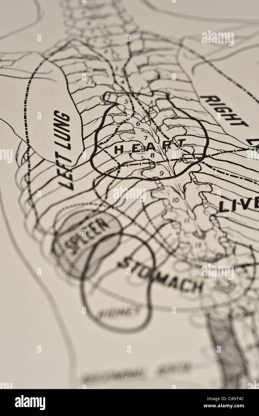Antique medical illustration of human viscera, internal organs and the ...