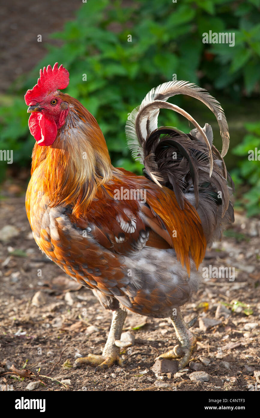 Side profile chicken hi-res stock photography and images - Alamy