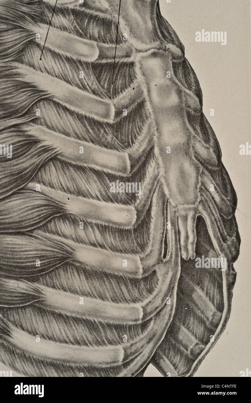 John B Deaver Surgical Anatomy copyright 1899 Stock Photo - Alamy