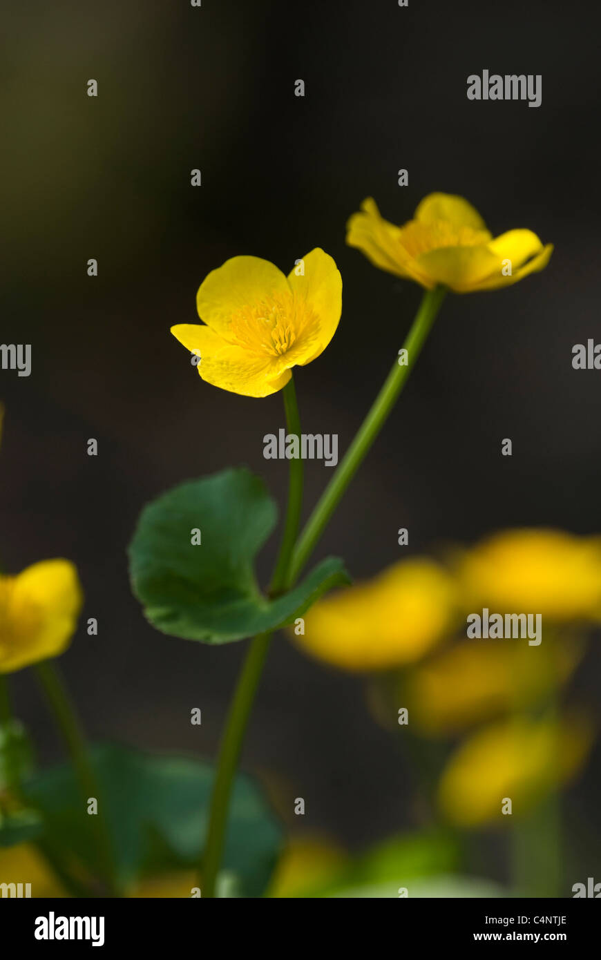 Marsh marigold hi-res stock photography and images - Alamy