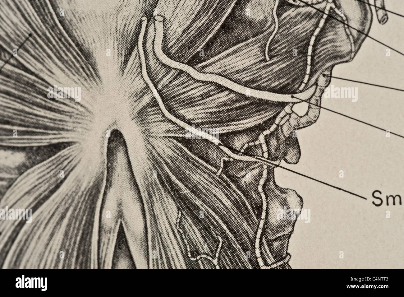 John B Deaver Surgical Anatomy copyright 1899 Stock Photo - Alamy