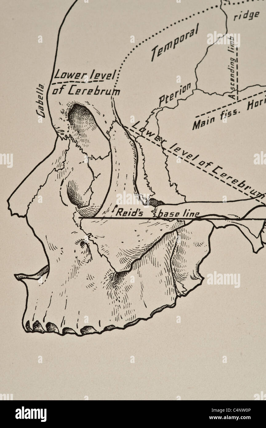 John B Deaver Surgical Anatomy copyright 1899 Stock Photo - Alamy