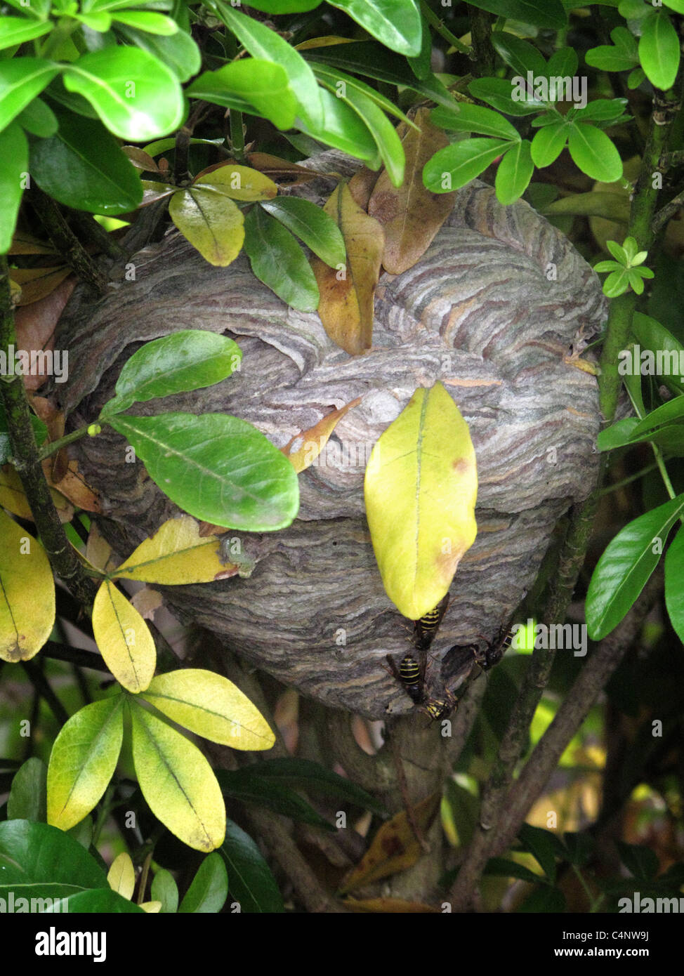 Wasps nest in bush hi-res stock photography and images - Alamy