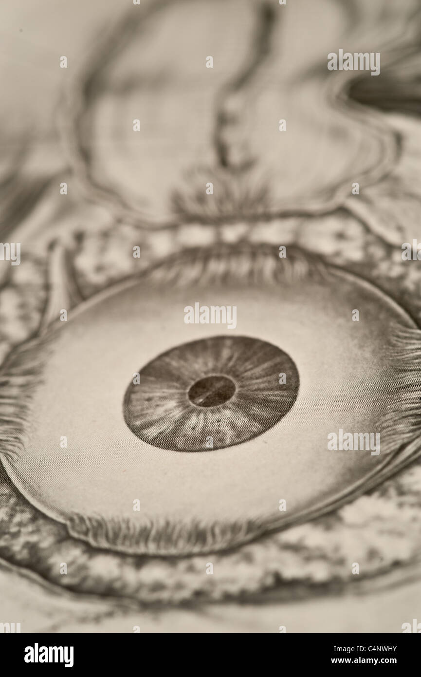 Illustration of the Human Eye copyright 1899 Stock Photo - Alamy