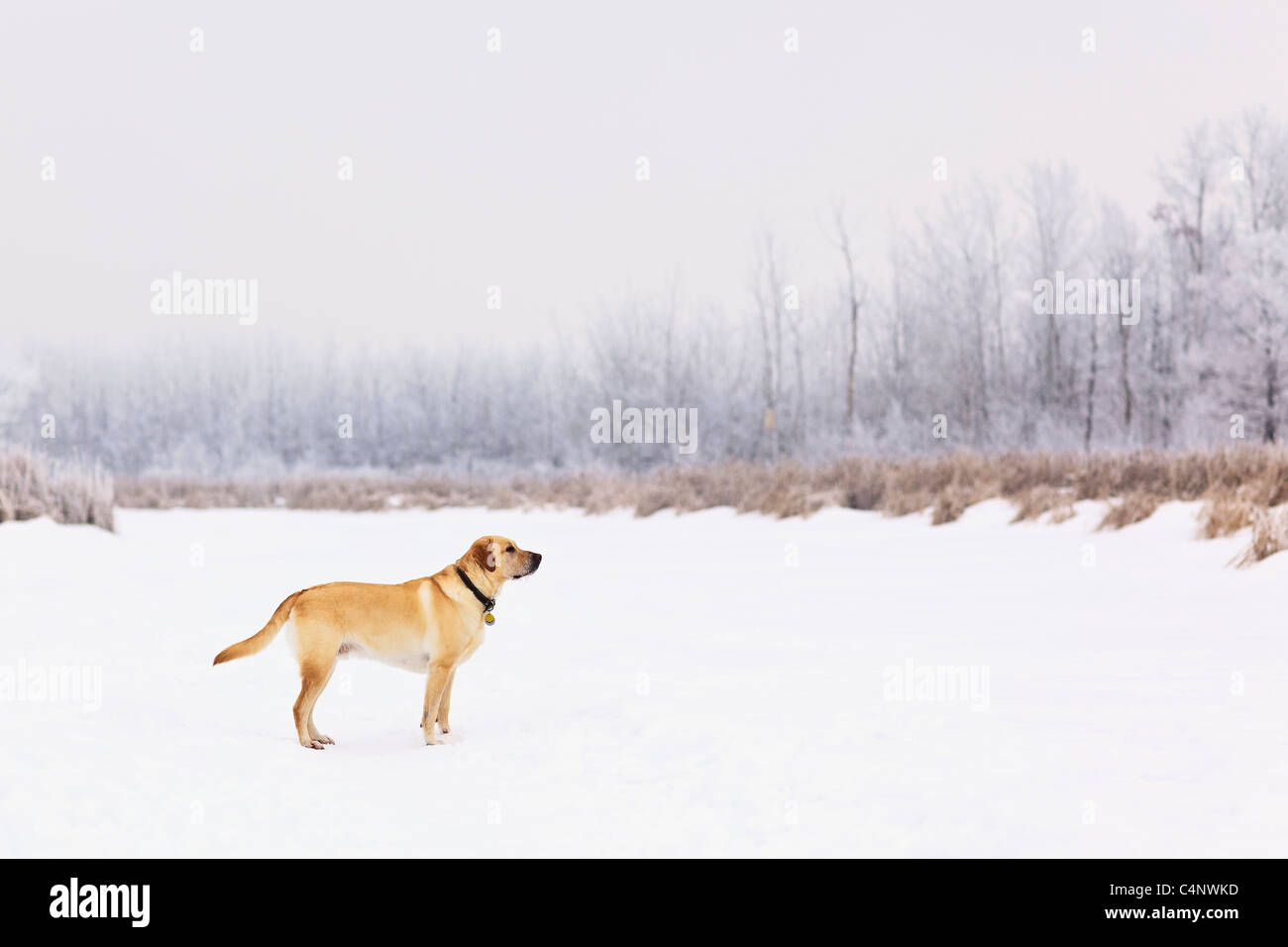 Male Yellow Labrador Retriever standing on a frozen pond. Assiniboine ...