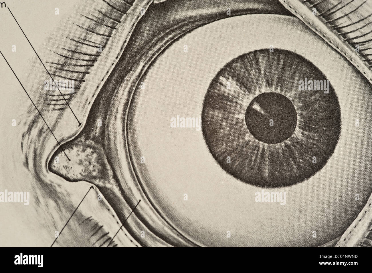 Illustration of the Human Eye copyright 1899 Stock Photo - Alamy