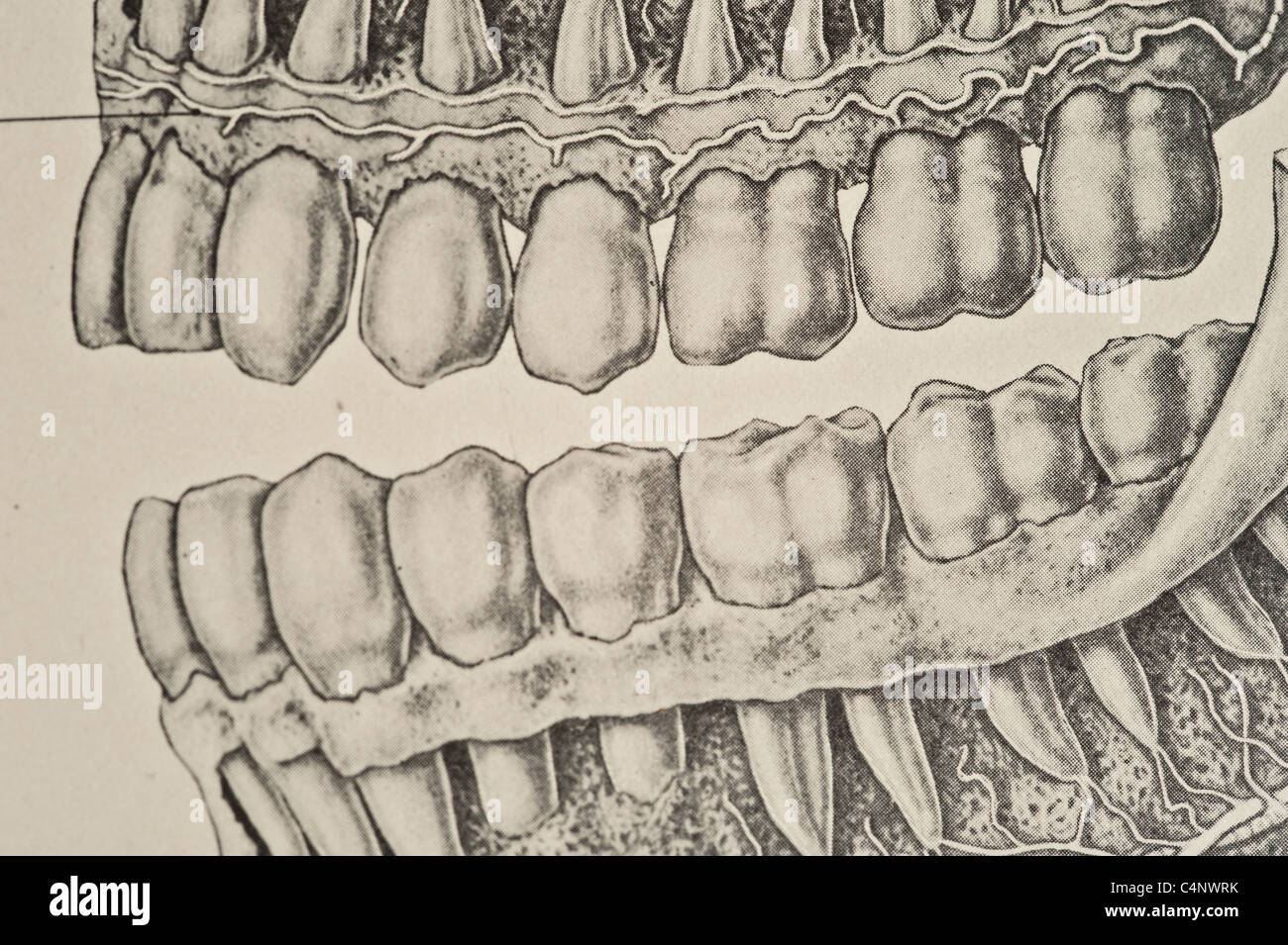 John B Deaver Surgical Anatomy copyright 1899 Stock Photo - Alamy