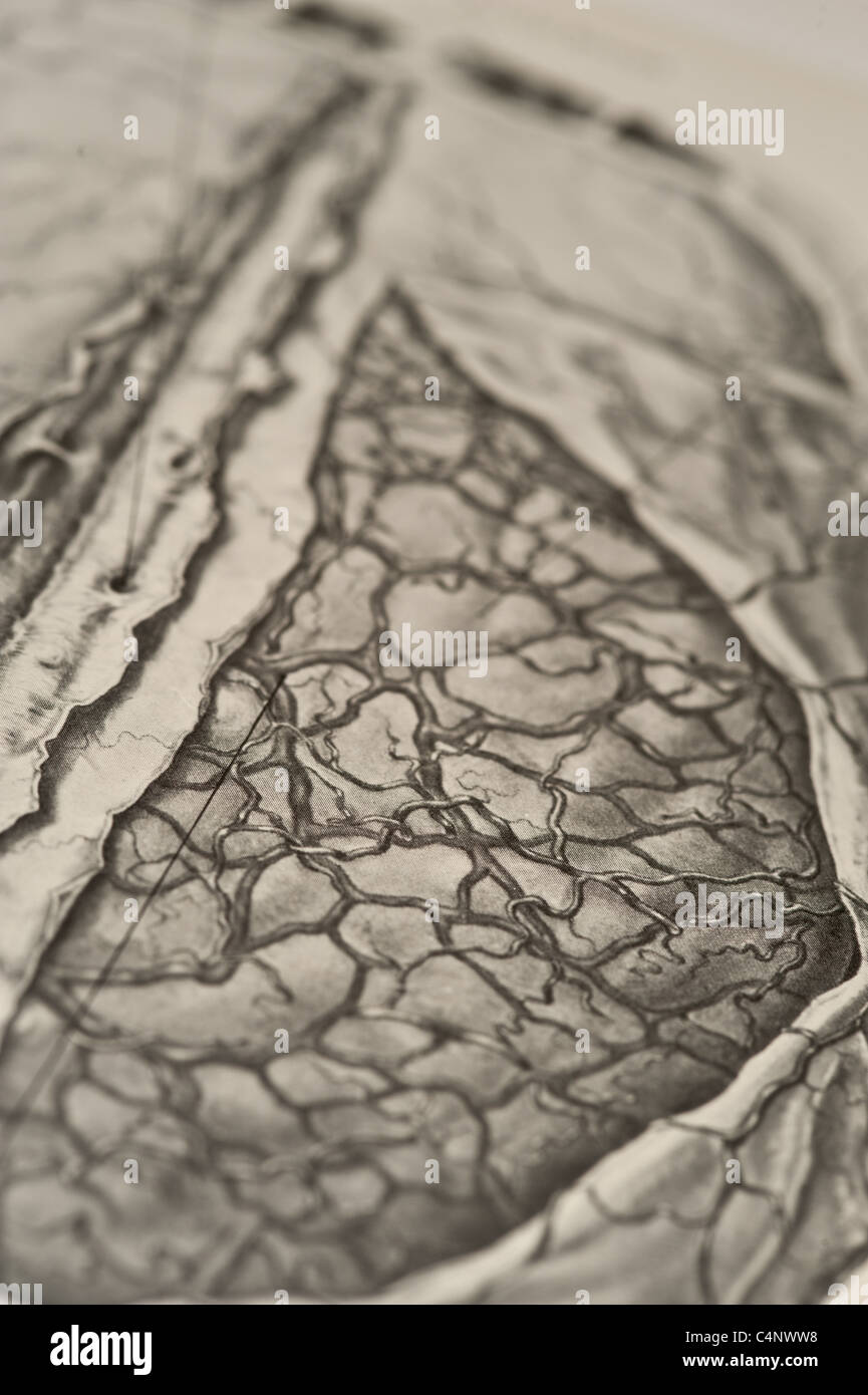 John B Deaver Surgical Anatomy copyright 1899 Stock Photo - Alamy