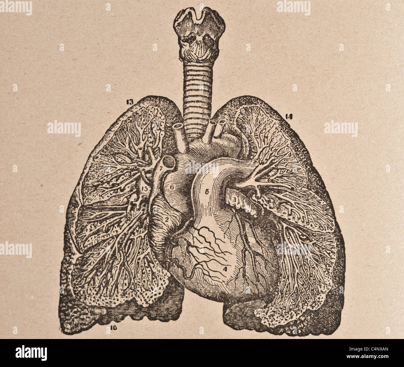 Antique medical illustration of a human heart and cardiovascular system ...