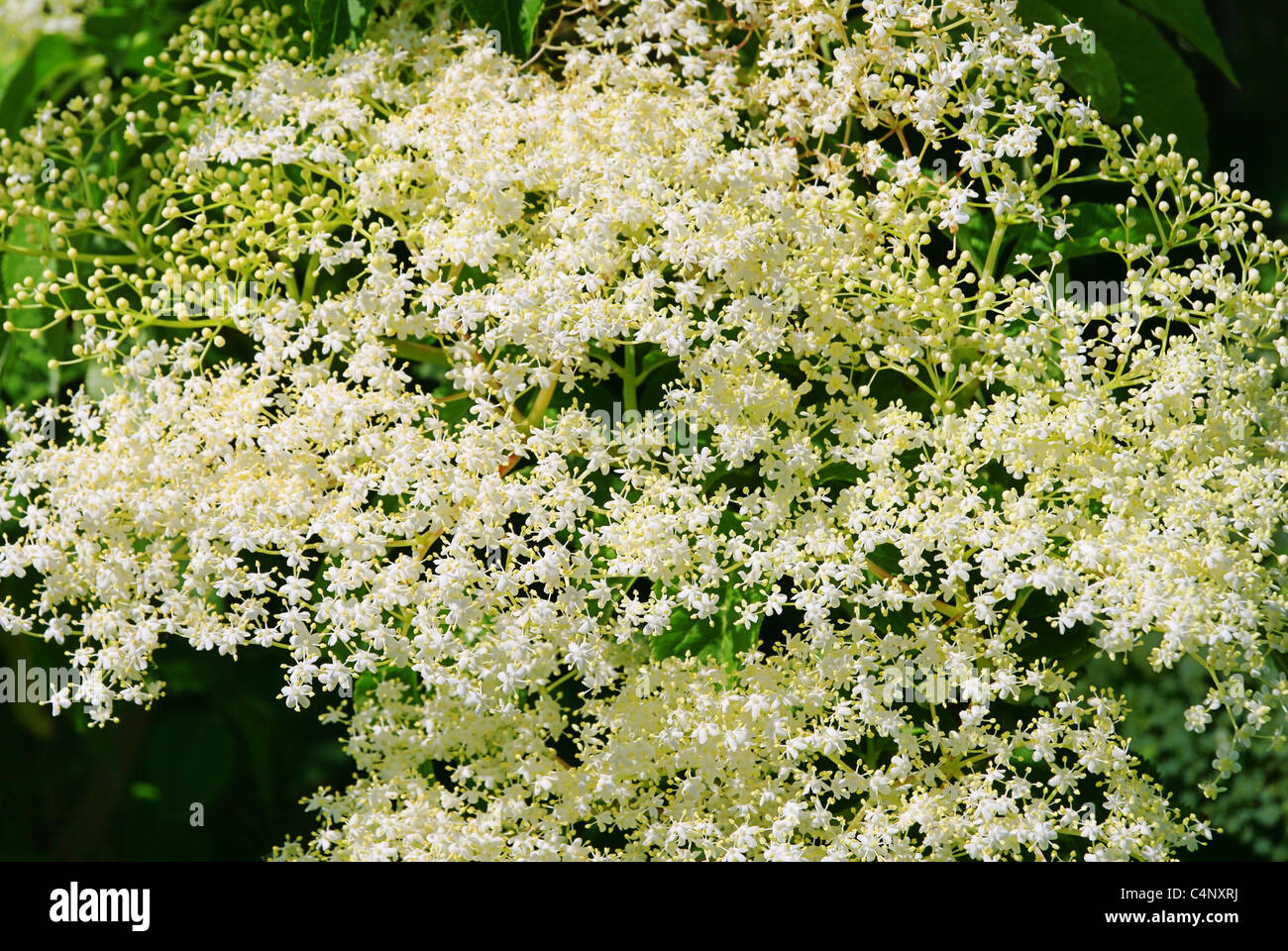 Holunder Blüte - elder flower 30 Stock Photo - Alamy