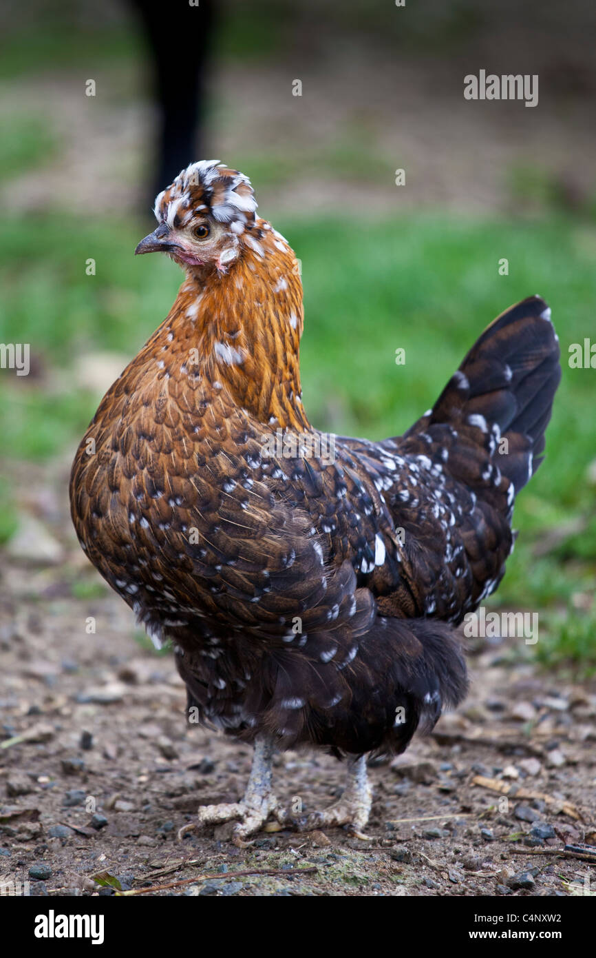 Chicken full face hi-res stock photography and images - Alamy