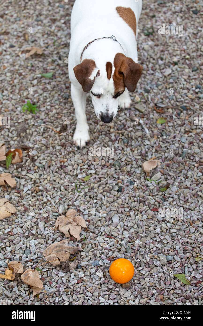 French terrier hi-res stock photography and images - Alamy